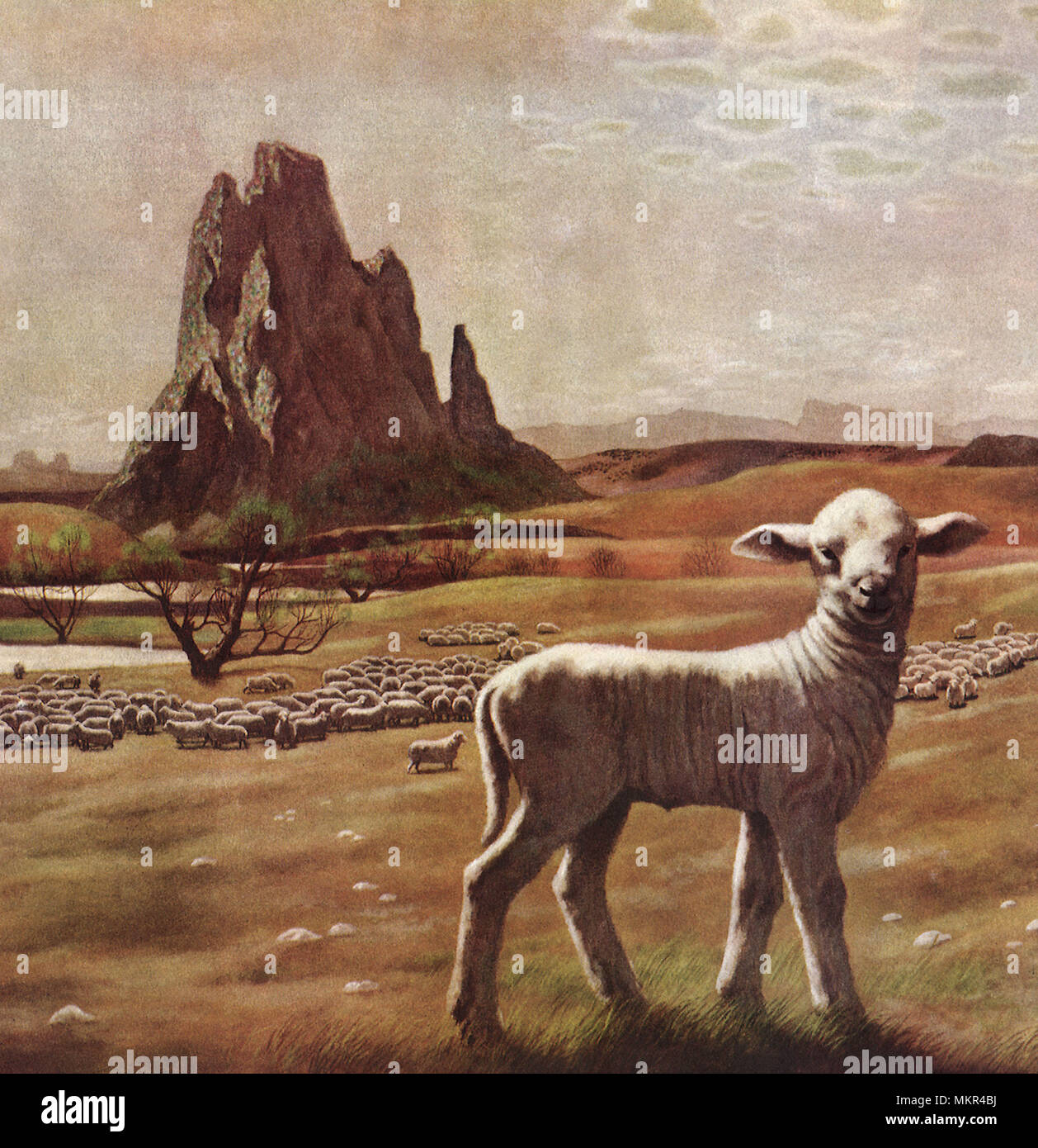 Sheep got lost hi-res stock photography and images - Alamy