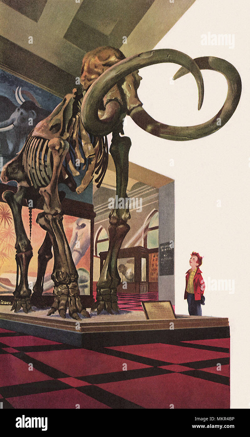 Boy looks at Mammoth Skeleton Stock Photo - Alamy