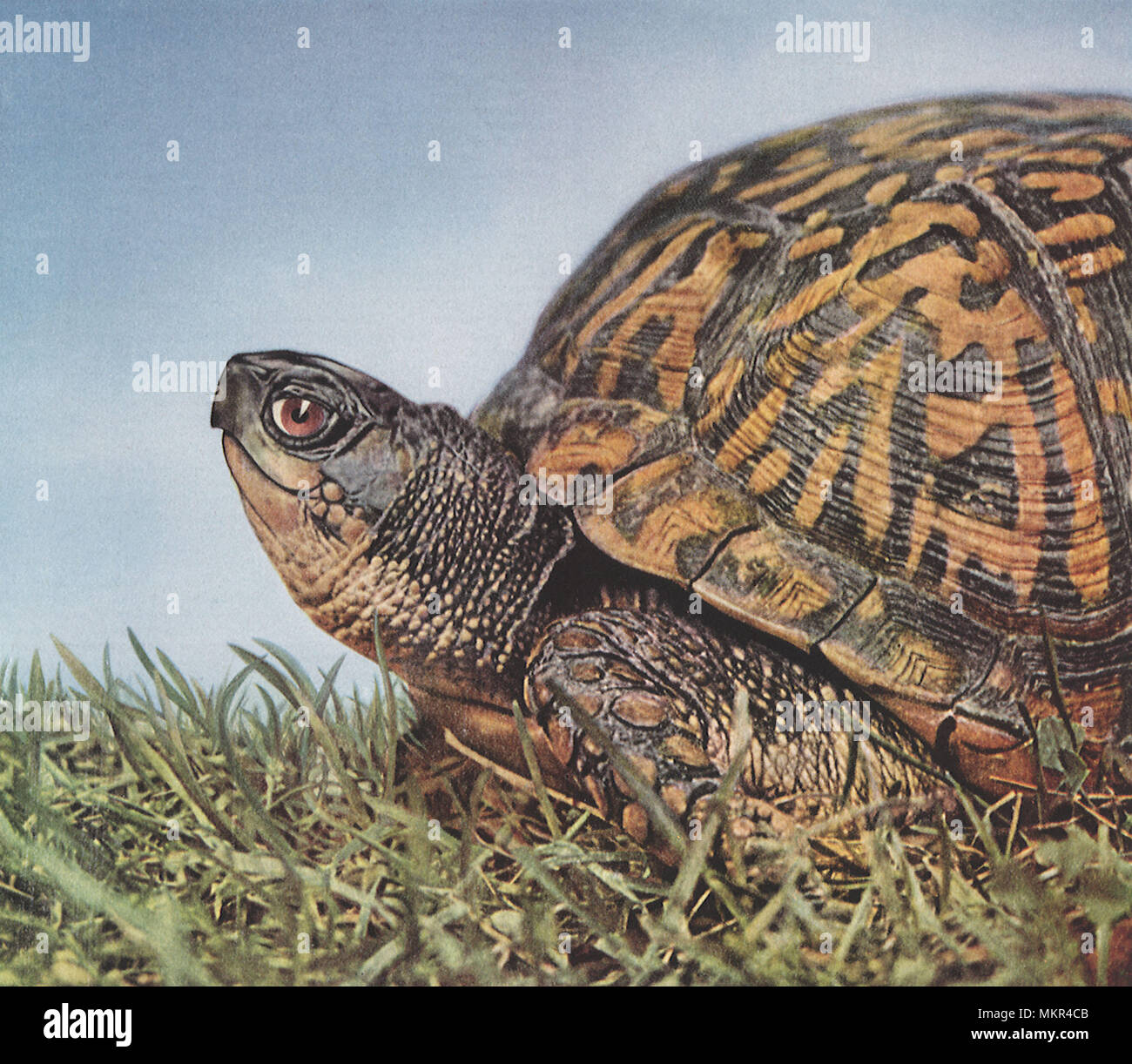 Country turtle hi-res stock photography and images - Alamy