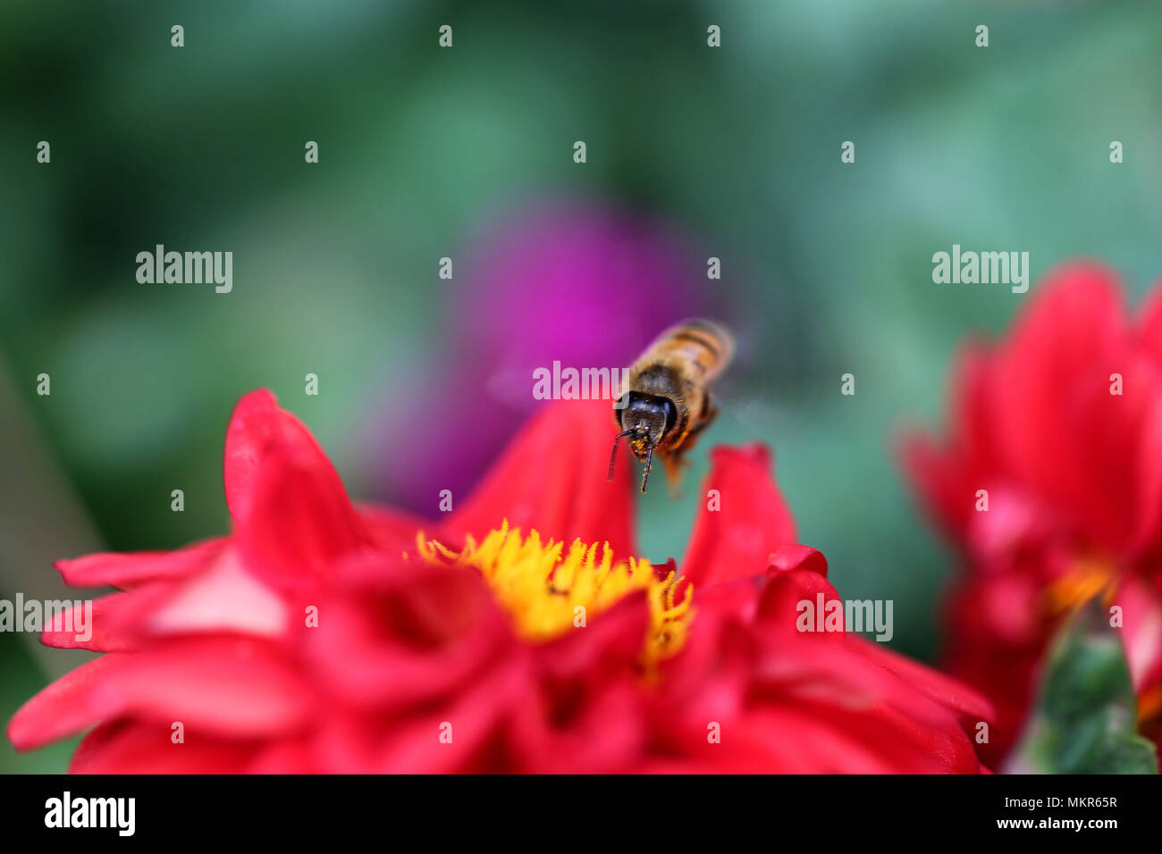 Honey bee flying close up hi-res stock photography and images - Alamy