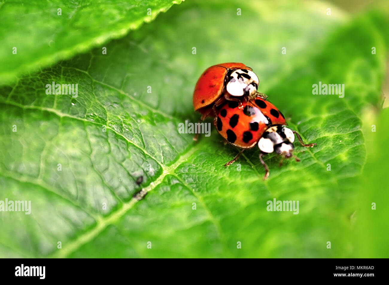 Two ladybugs are mating on green leaf Stock Photo - Alamy