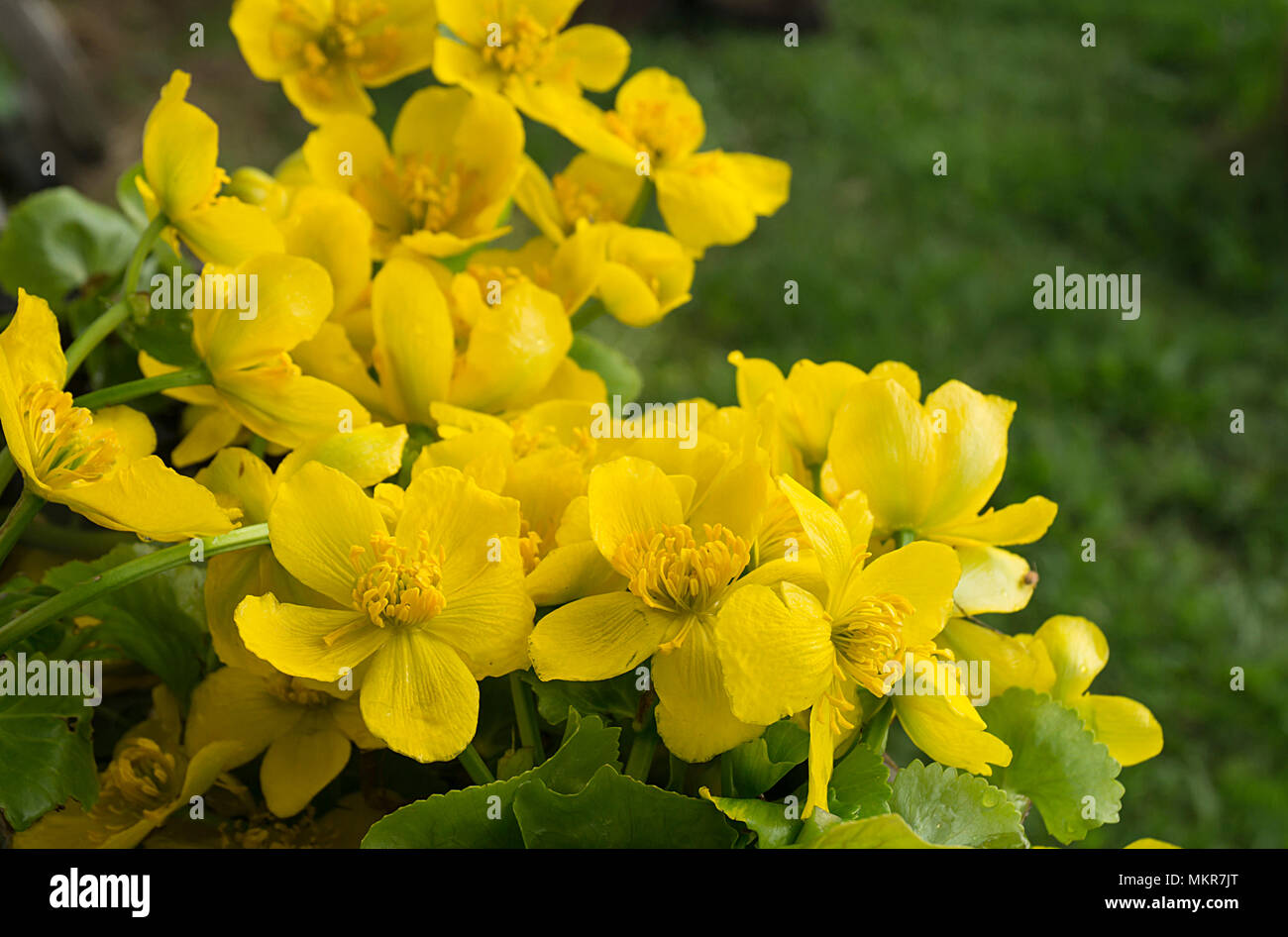 Spring blossom of the marsh marigold marsh on background green sheet ...