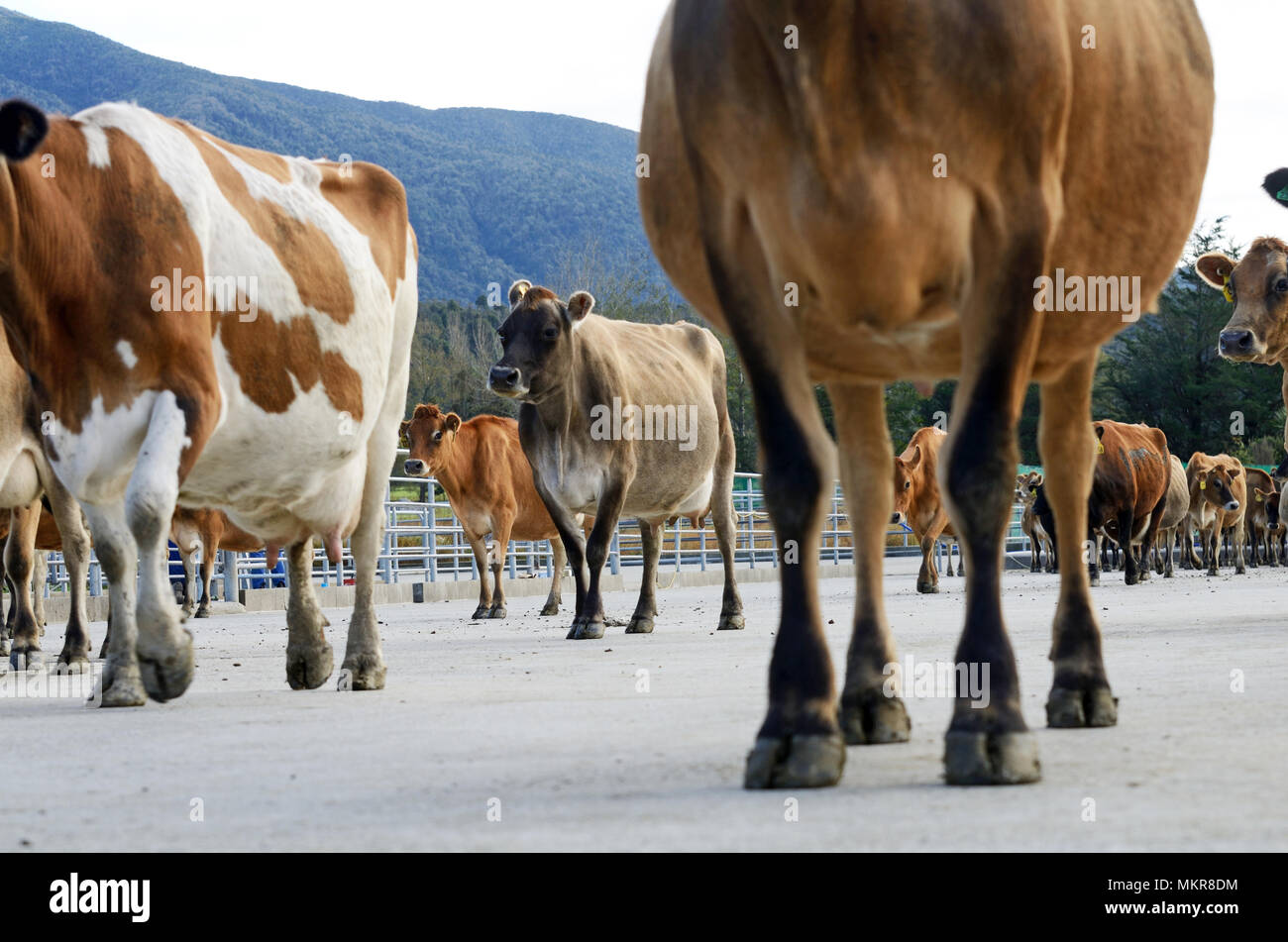 Dairy farming new zealand hi-res stock photography and images - Alamy