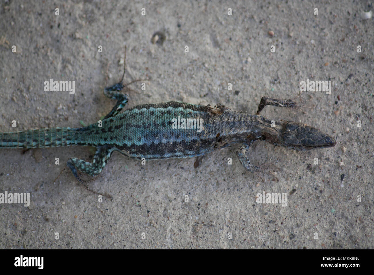 Lizard crushed hi-res stock photography and images - Alamy