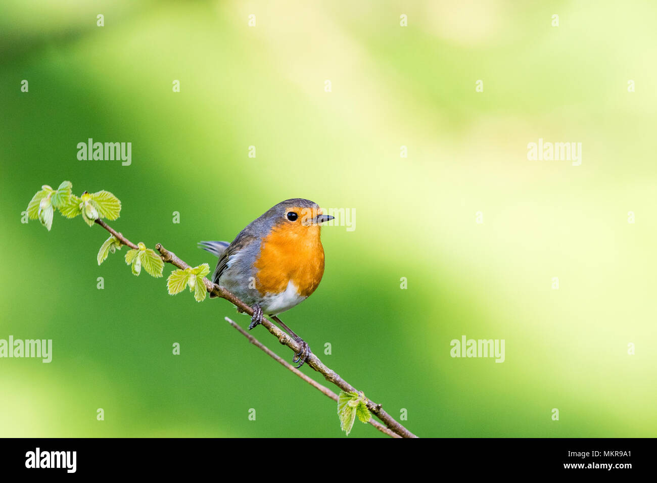 A robin foraging in early evening light in mid Wales Stock Photo - Alamy