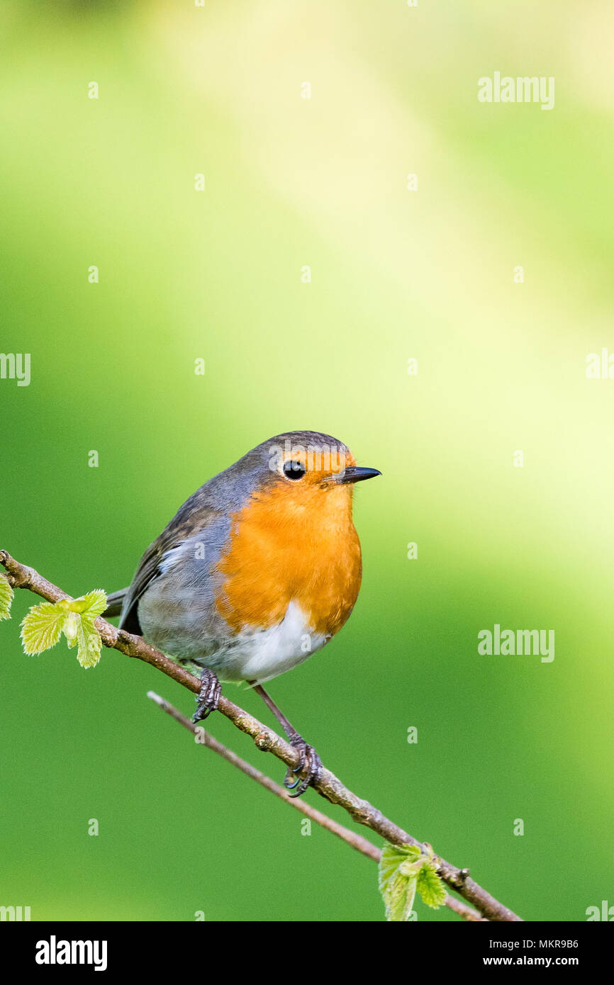Robin bird uk hi-res stock photography and images - Alamy