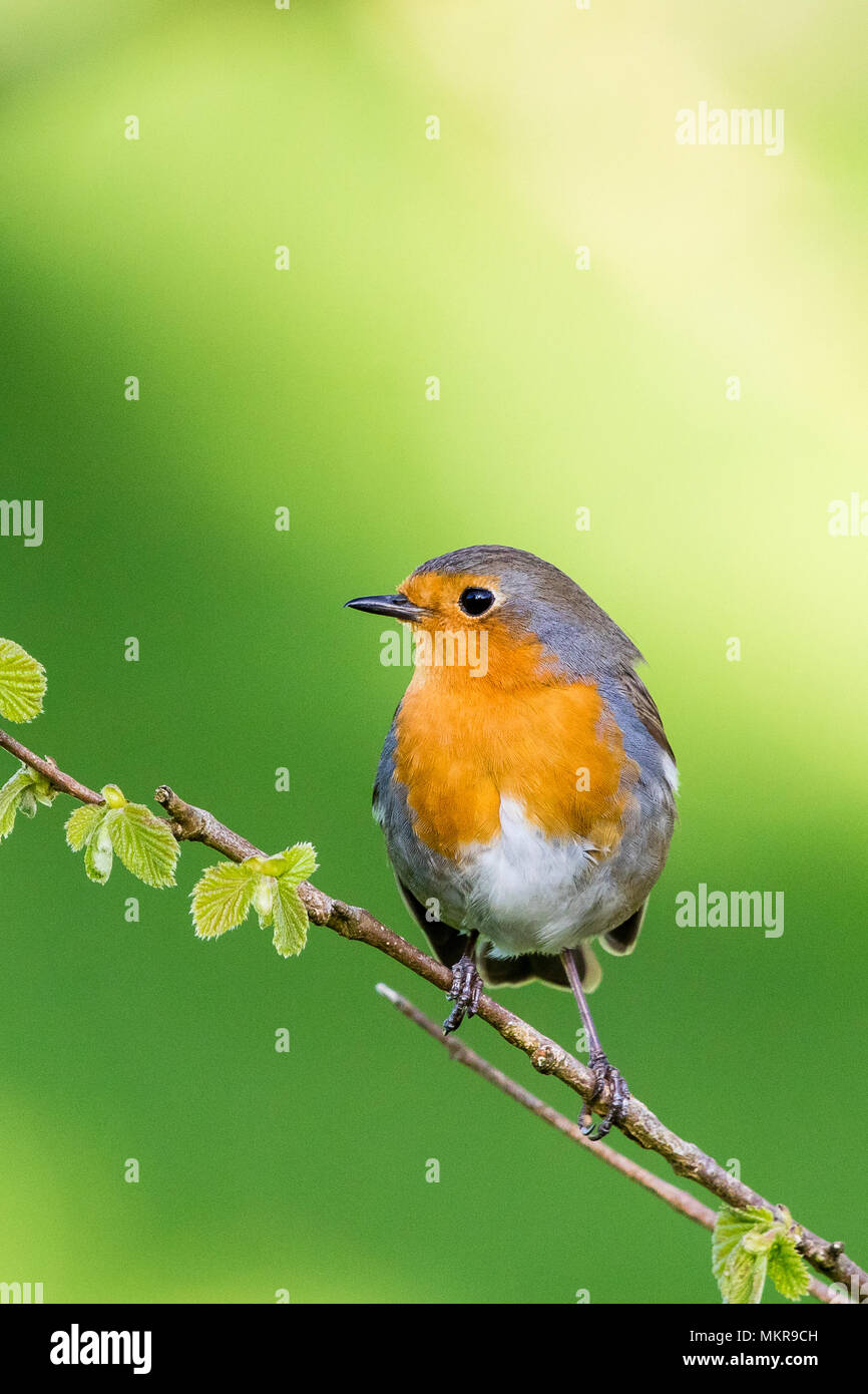 A robin foraging in early evening light in mid Wales Stock Photo - Alamy