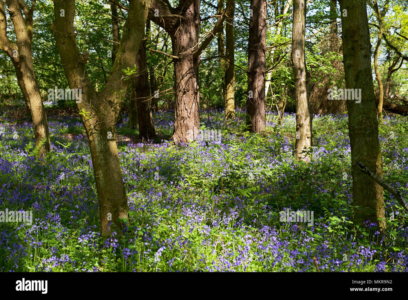 Bluebell wood, Strumpshaw Fen, RSPB nature reserve, near Norwich ...