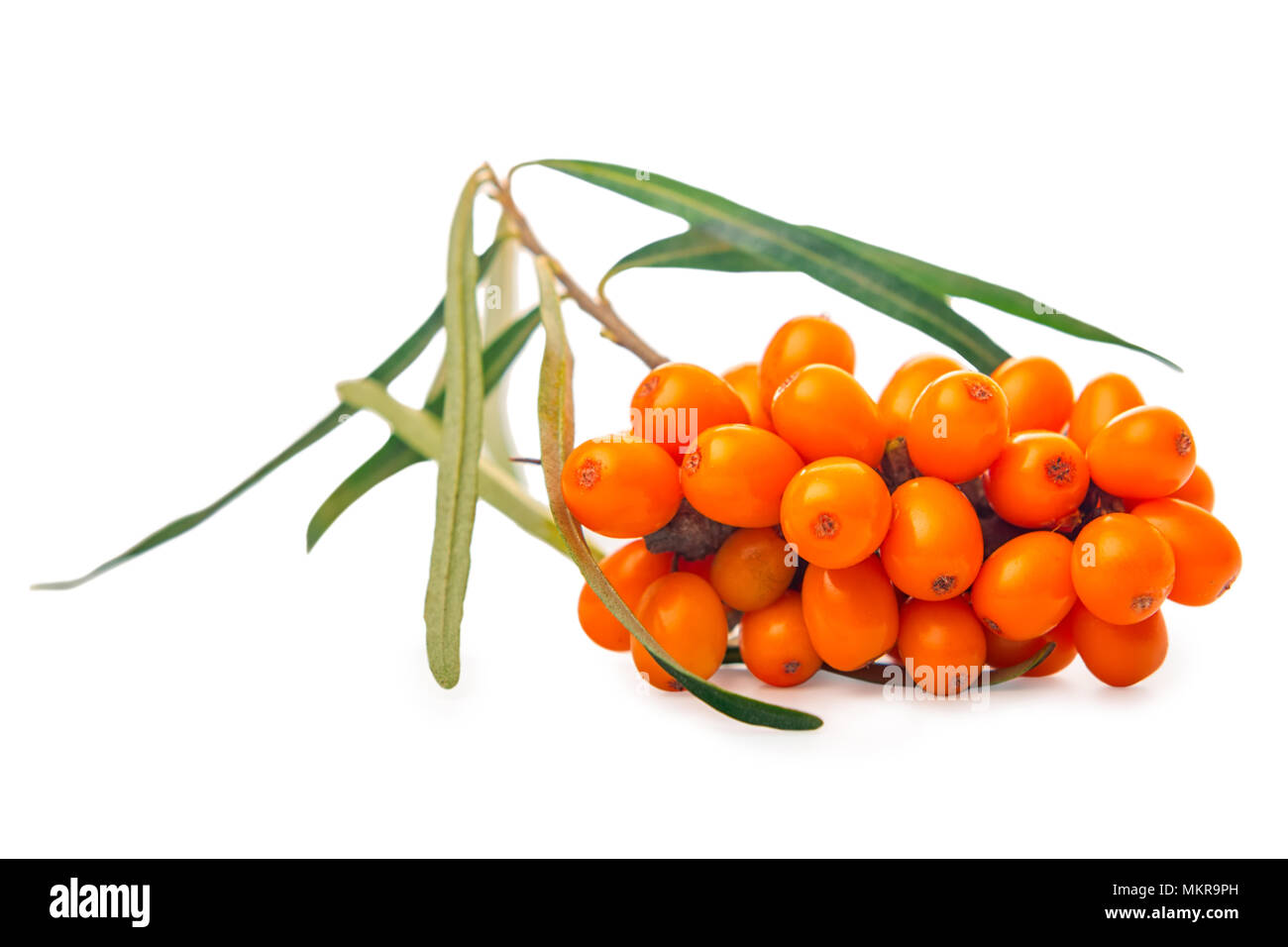 Most beautiful small buck Cut Out Stock Images & Pictures - Alamy