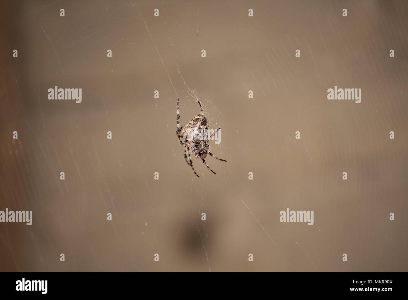 Spider on its net hi-res stock photography and images - Alamy