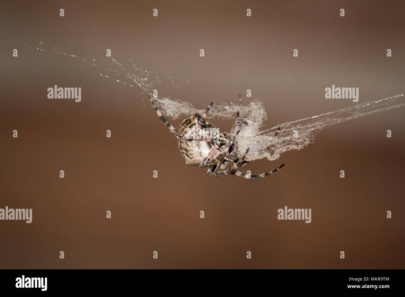 Spider on equipment hi-res stock photography and images - Alamy