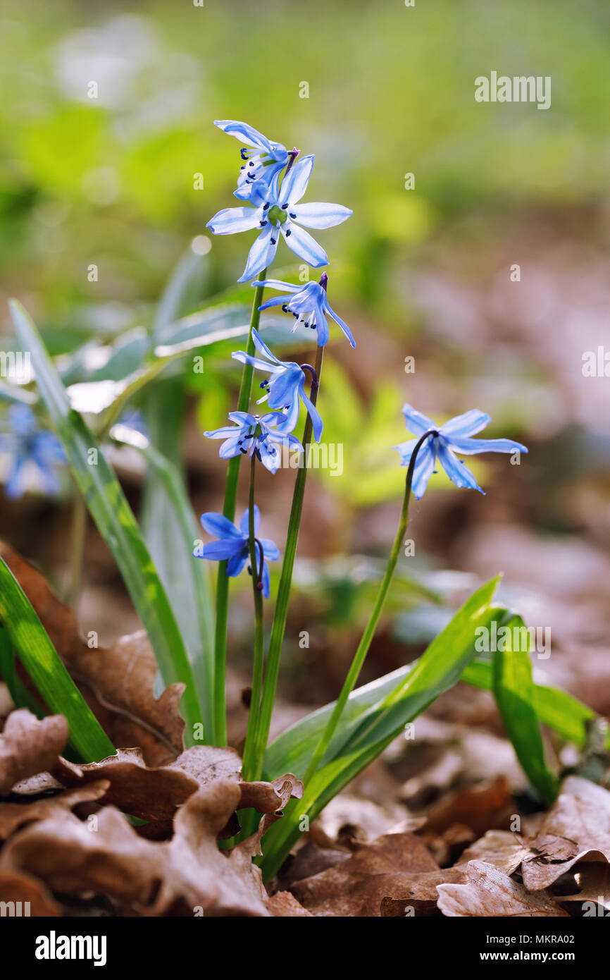 First of the spring wildflowers hi-res stock photography and images - Alamy