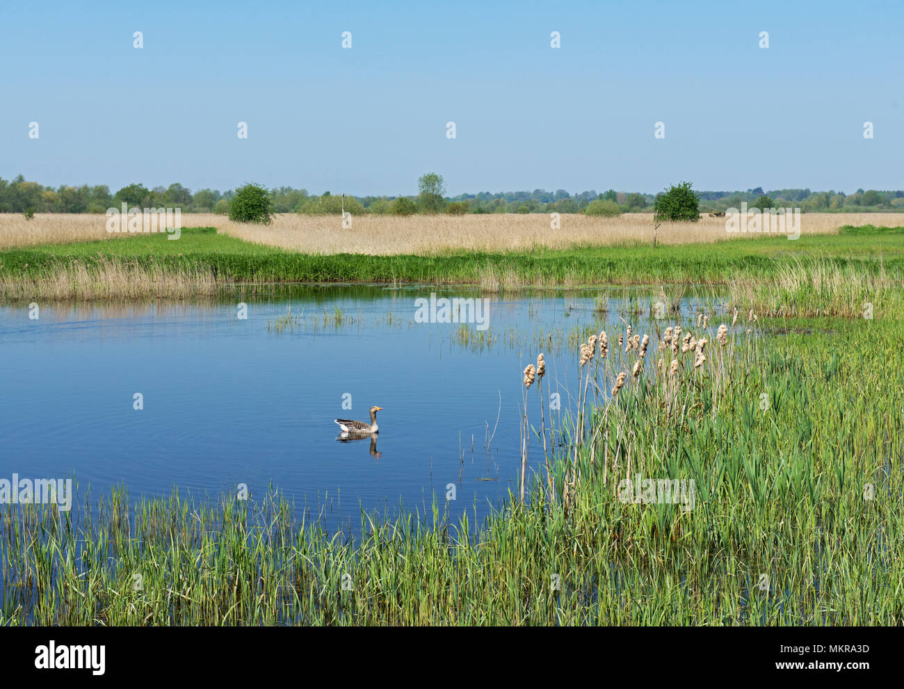 Strumpshaw Fen, RSPB nature reserve, near Norwich, Norfolk, England UK ...