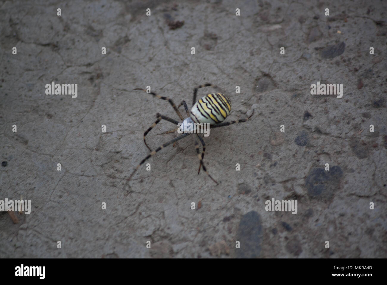 Yellow spider on the concrete Stock Photo - Alamy