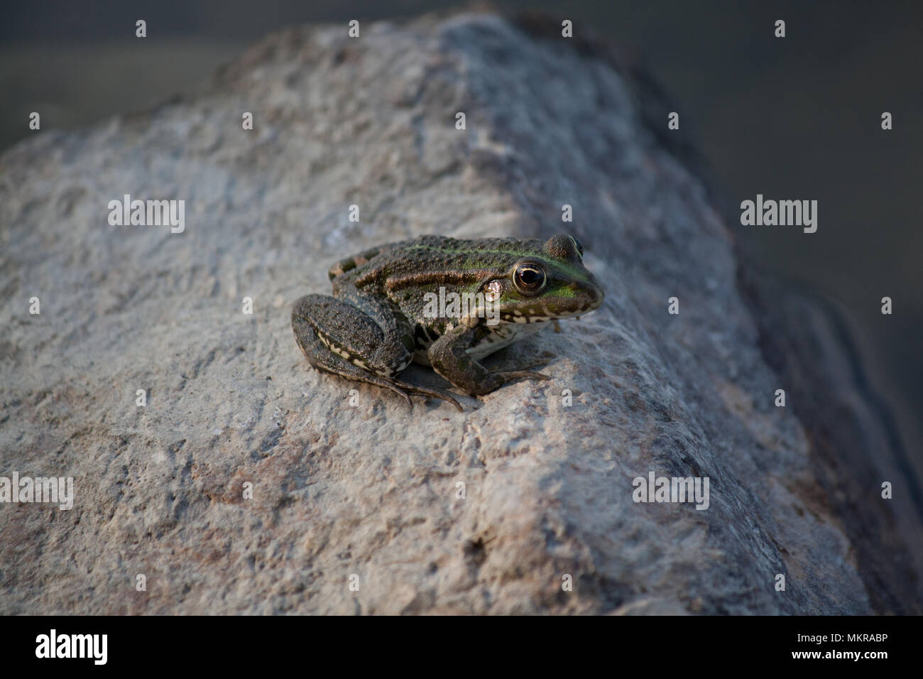Frog on a rock on the river Stock Photo - Alamy