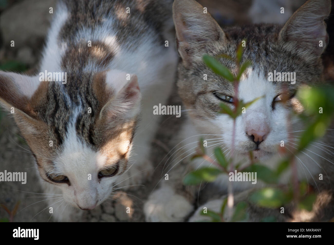 Male cats in the yard Stock Photo - Alamy