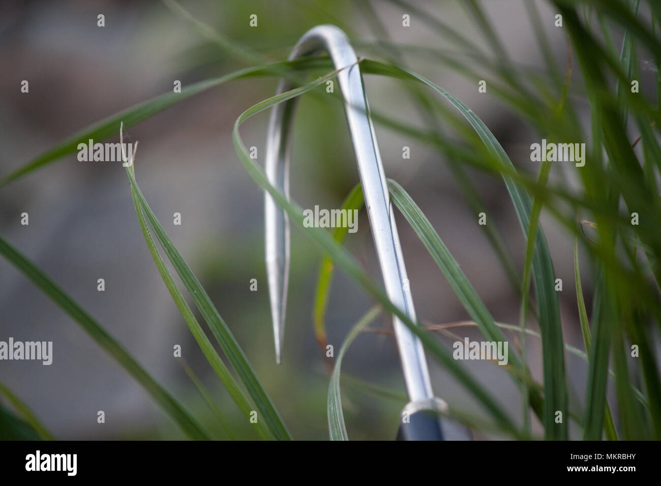 hooks for hanging big catfish Stock Photo - Alamy
