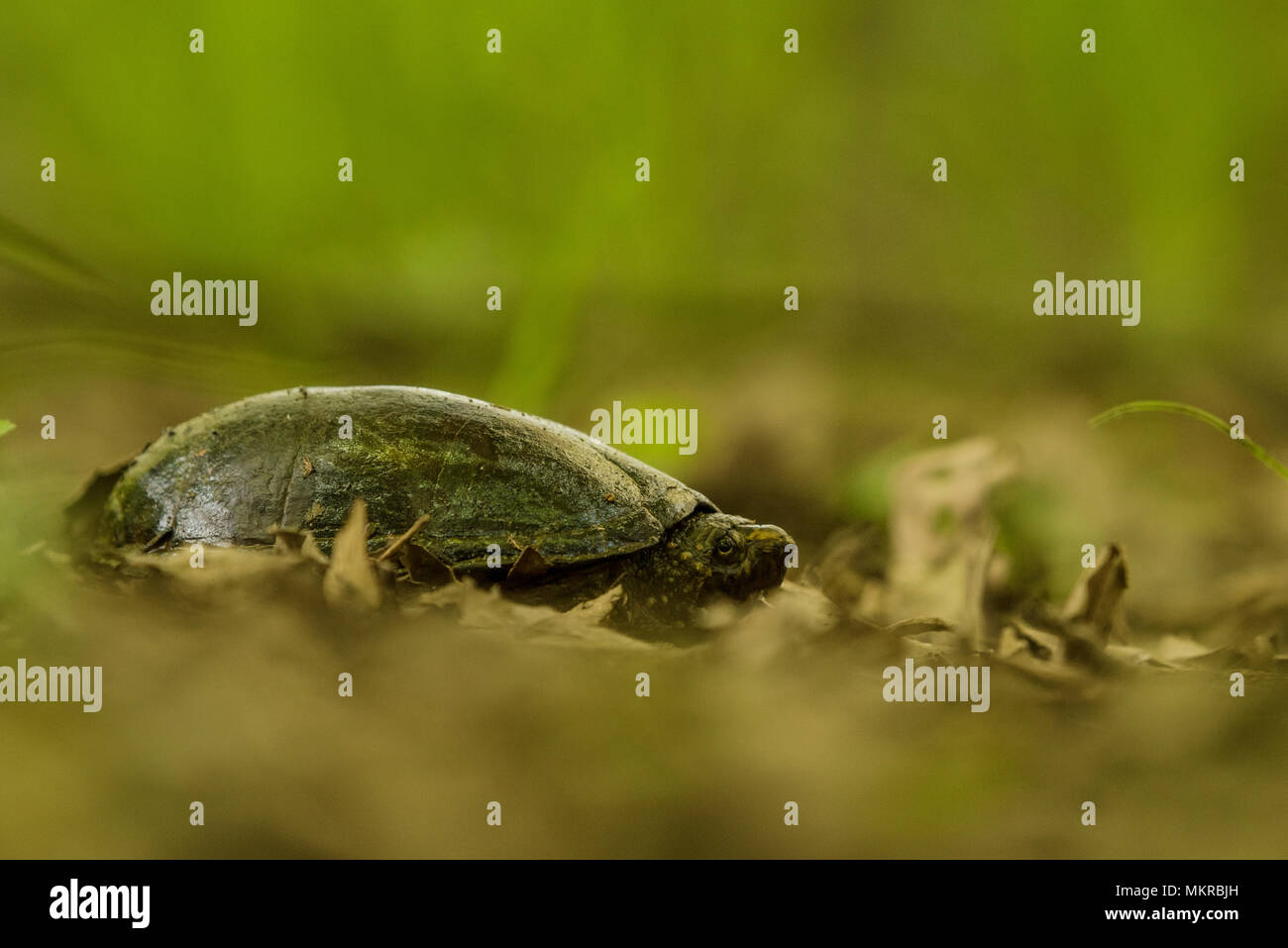 Mud turtle hi-res stock photography and images - Alamy