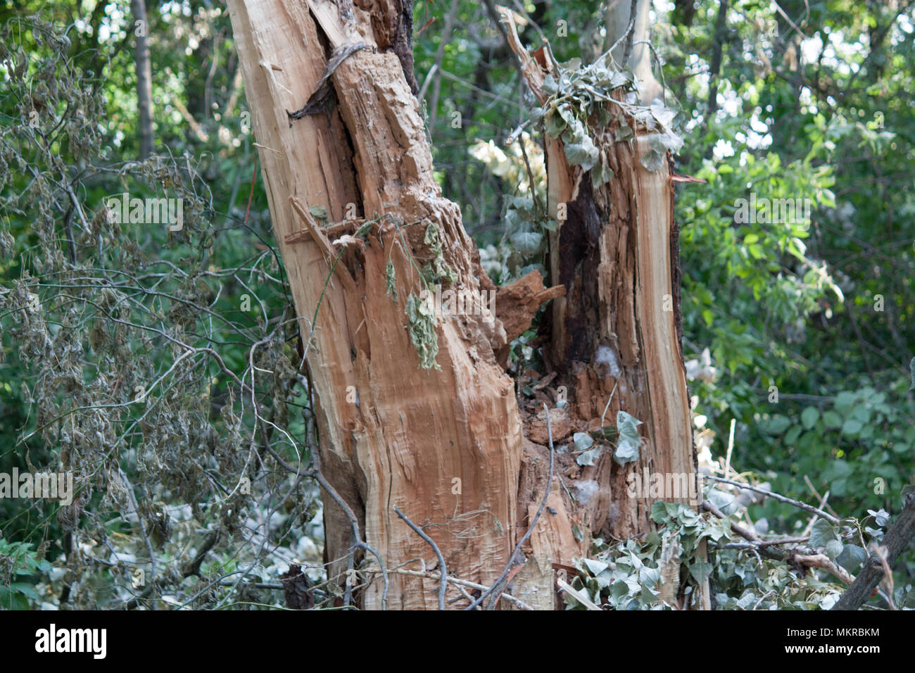 Tree broken due to bad weather Stock Photo - Alamy