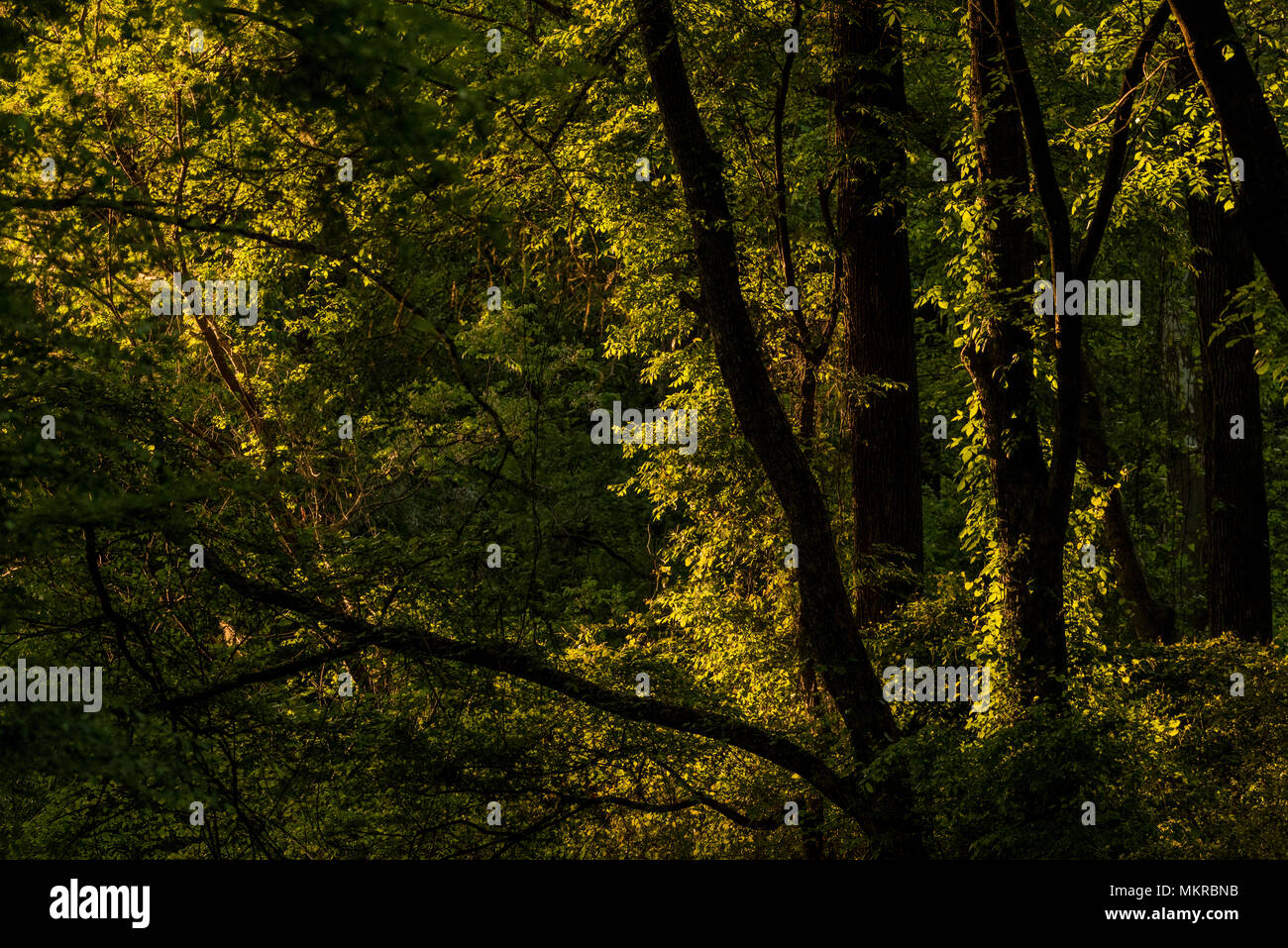 A stand of backlit trees from a forest in North Carolina Stock Photo ...