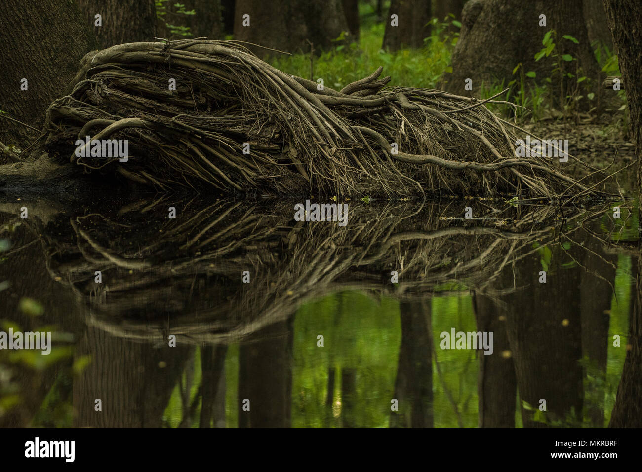 Roots growing horizontally over water, the still water reflects the ...