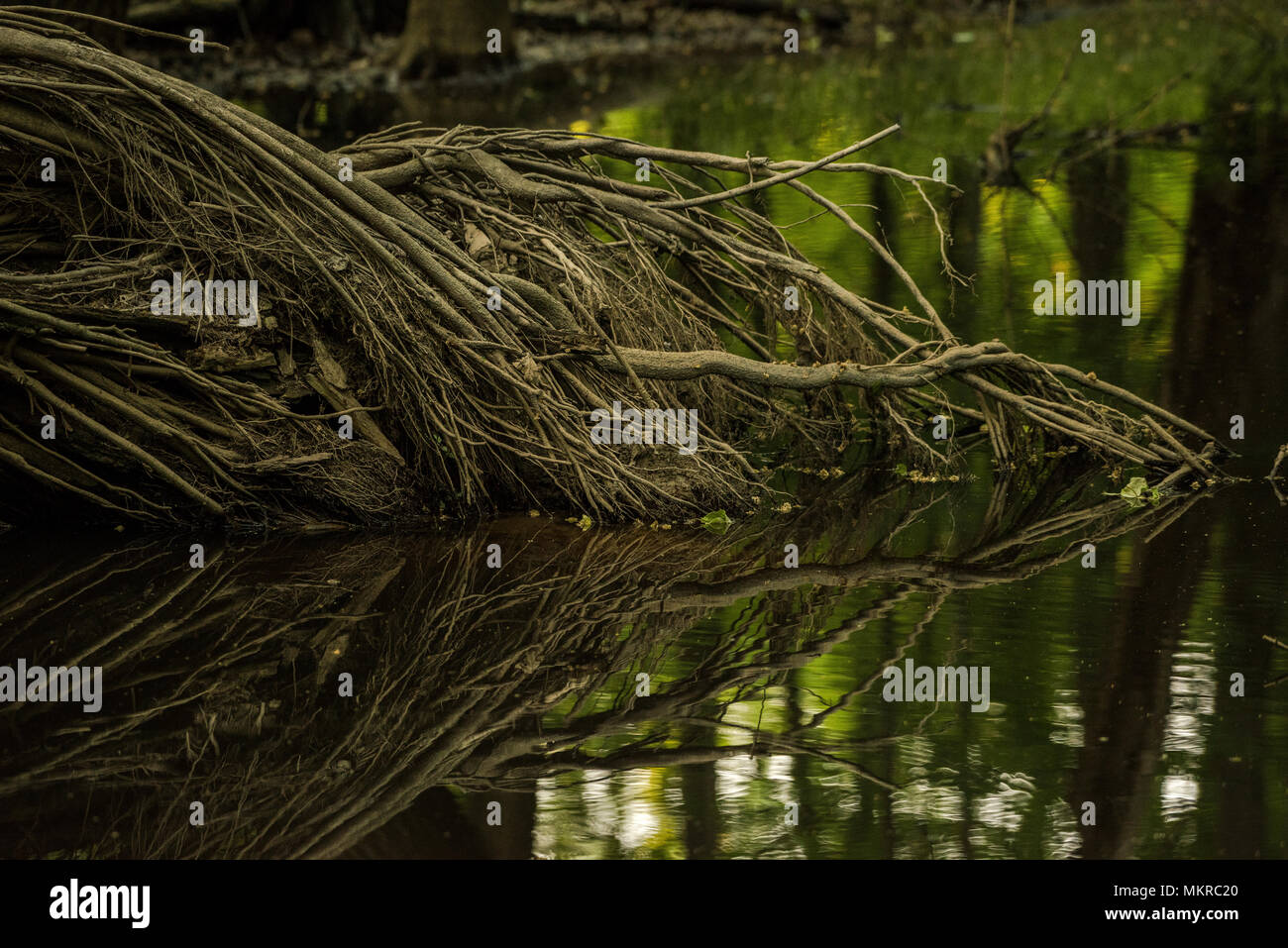 Roots growing horizontally over water, the still water reflects the ...