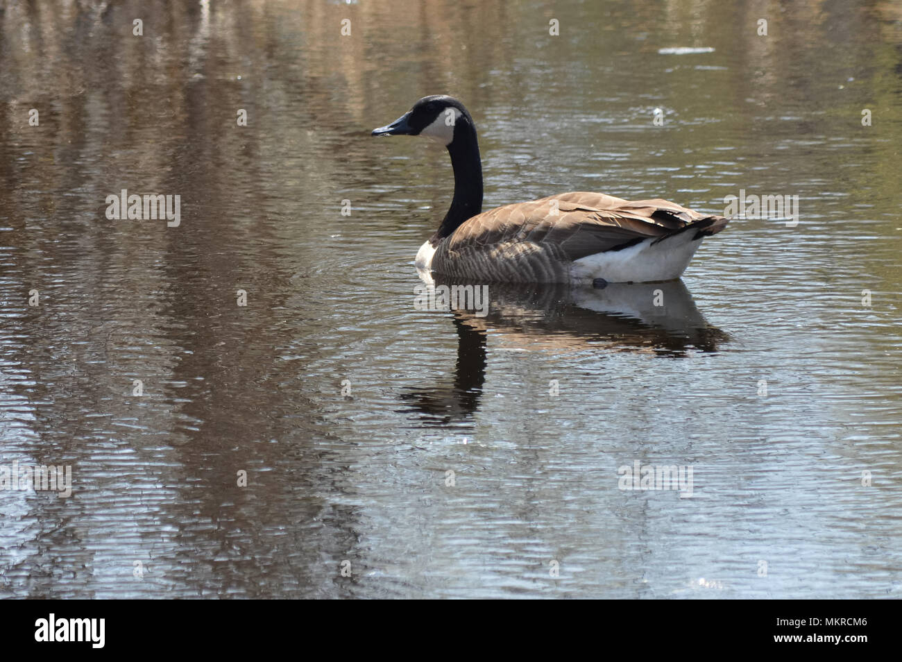 Side profile geese hi-res stock photography and images - Alamy