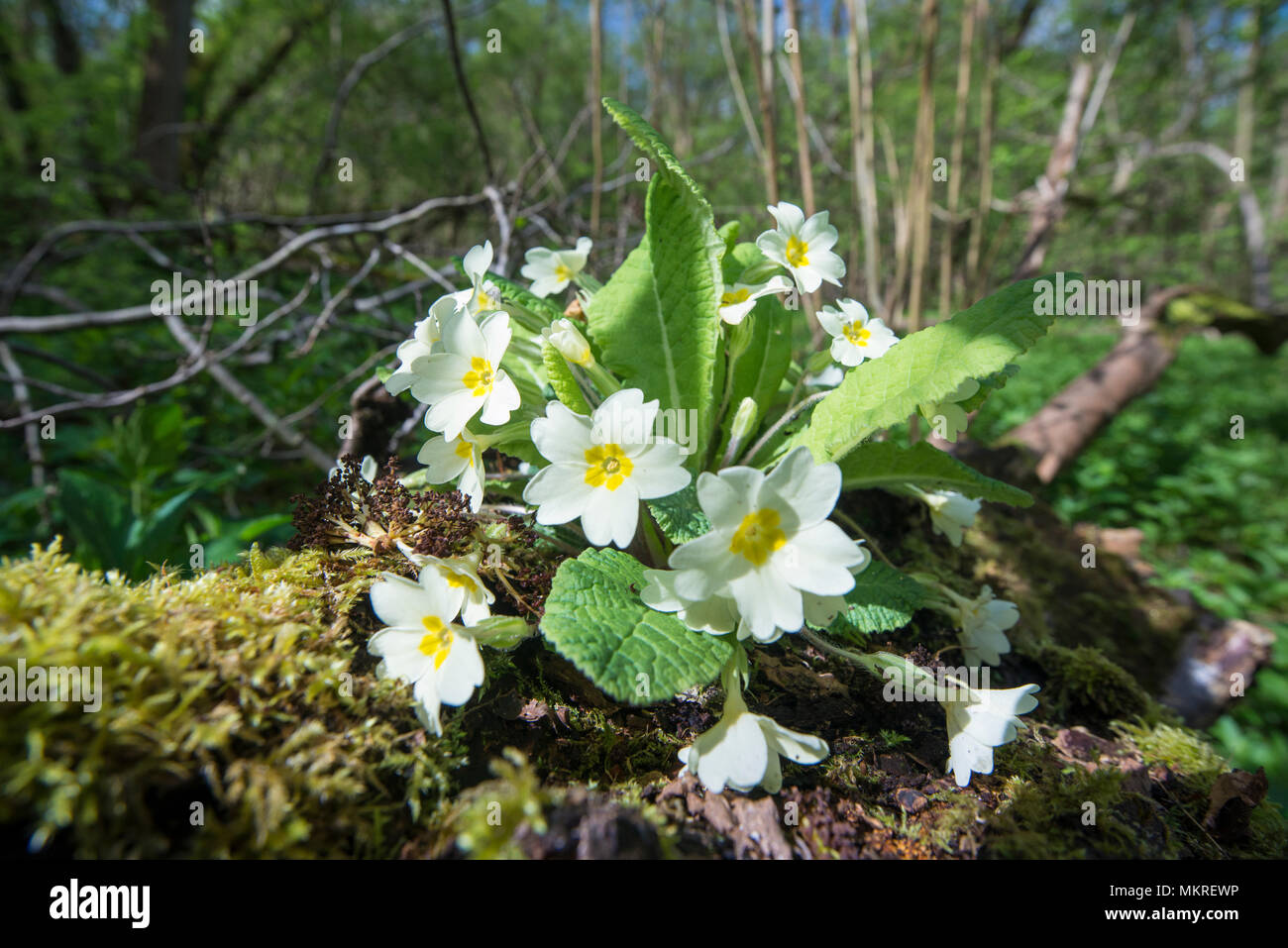 Primrose - Primula vulgaris, Stoke Wood, Bicester, Oxfordshire Stock ...