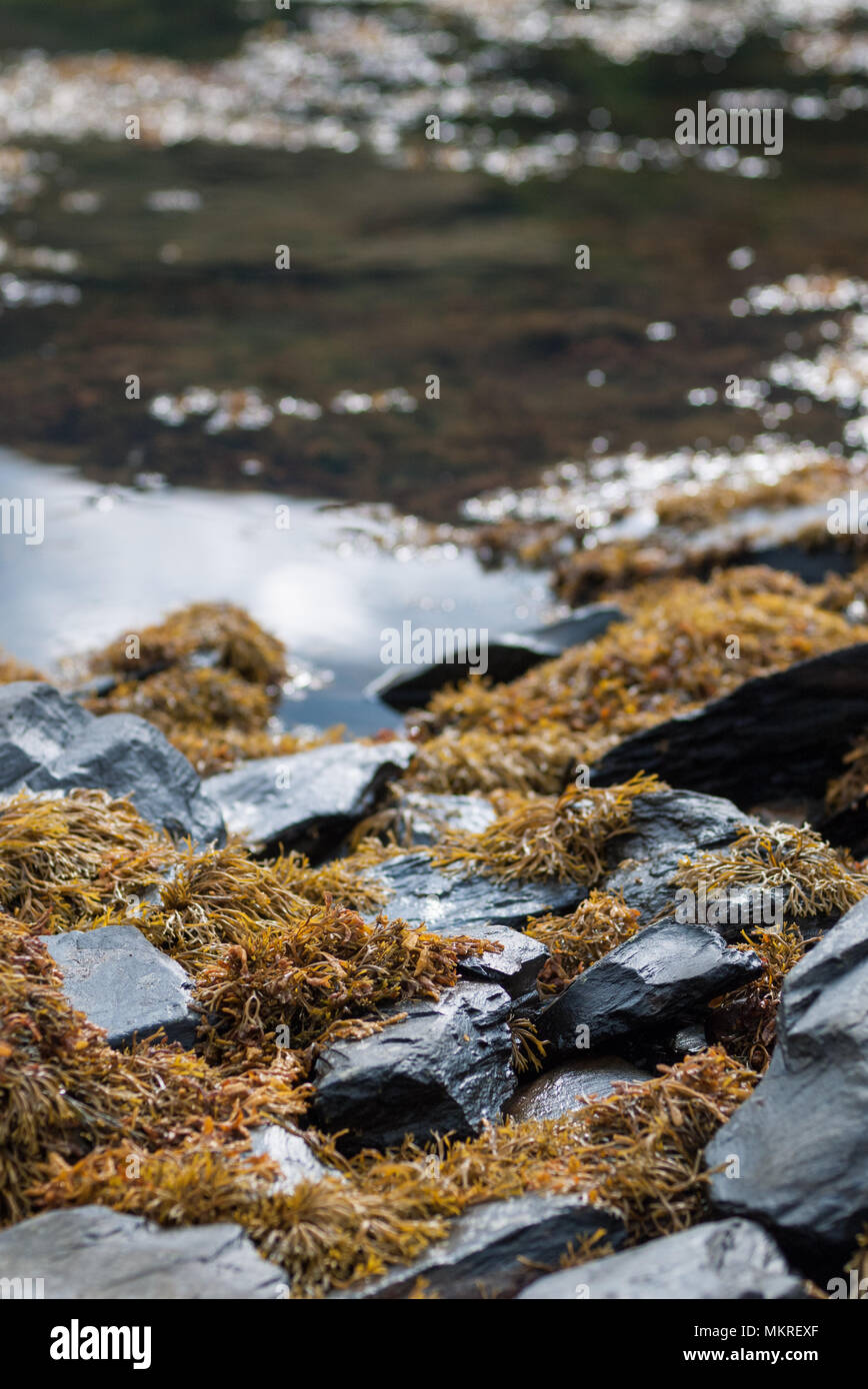Bladder Wrack seaweed (Fucus vesiculosus) laid on slate rocks at the ...