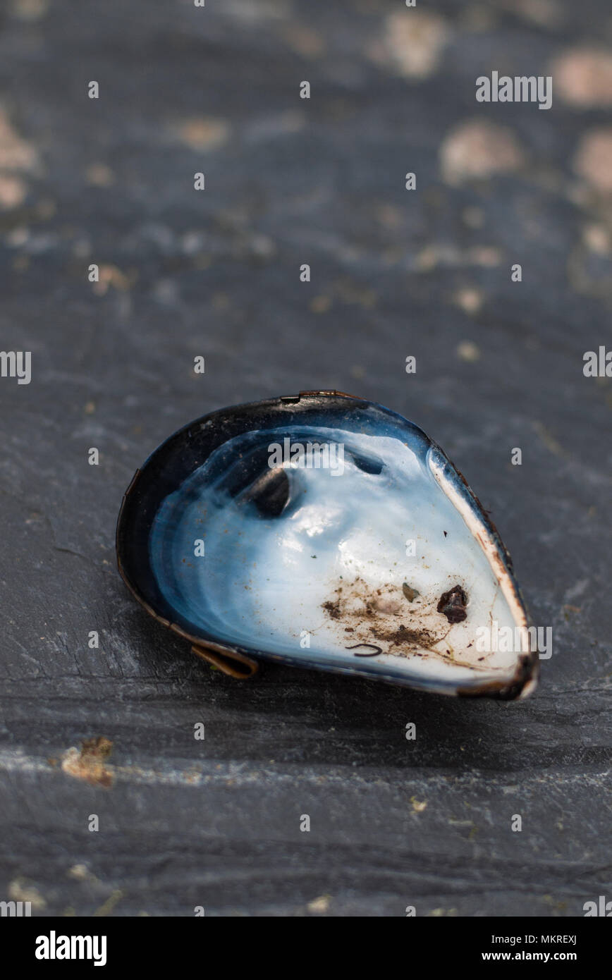 The remains of a Blue Mussel (or Common Mussel) laid on a rock at the ...