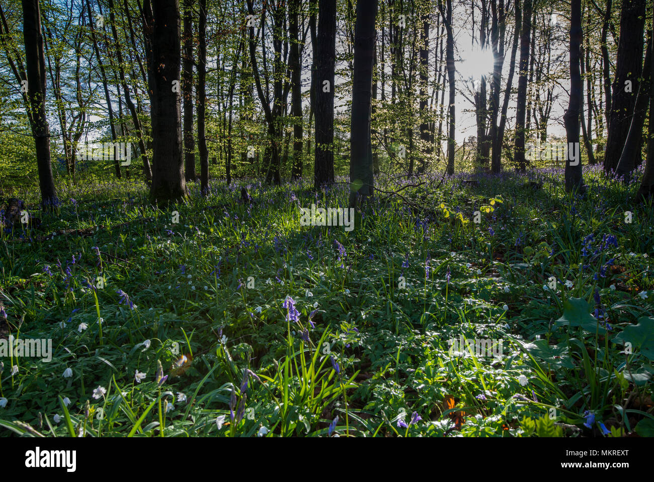 Stoke wood bicester hi-res stock photography and images - Alamy