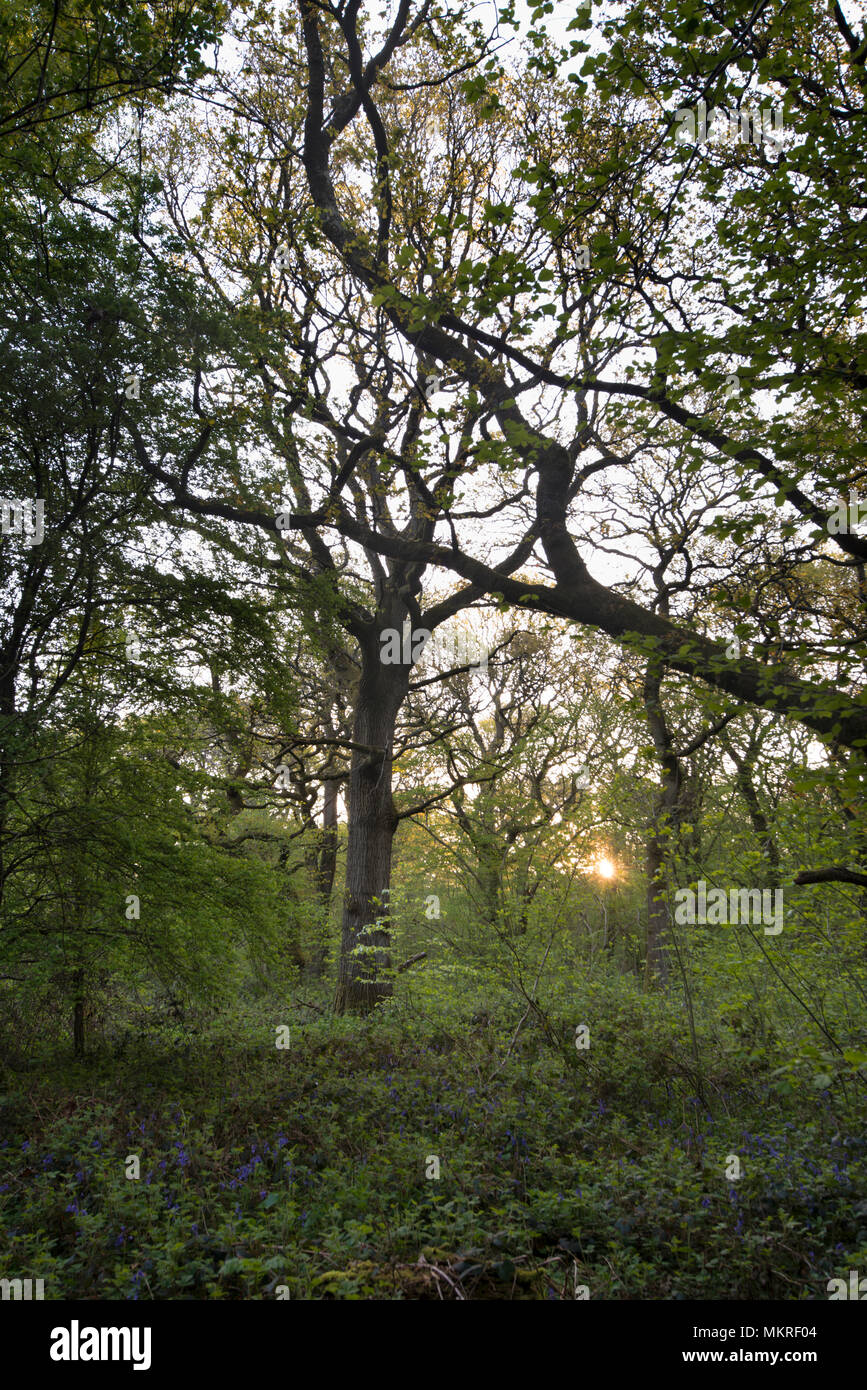 Stoke Woods, Bicester, Oxfordshire owned by the Woodland Trust Stock ...