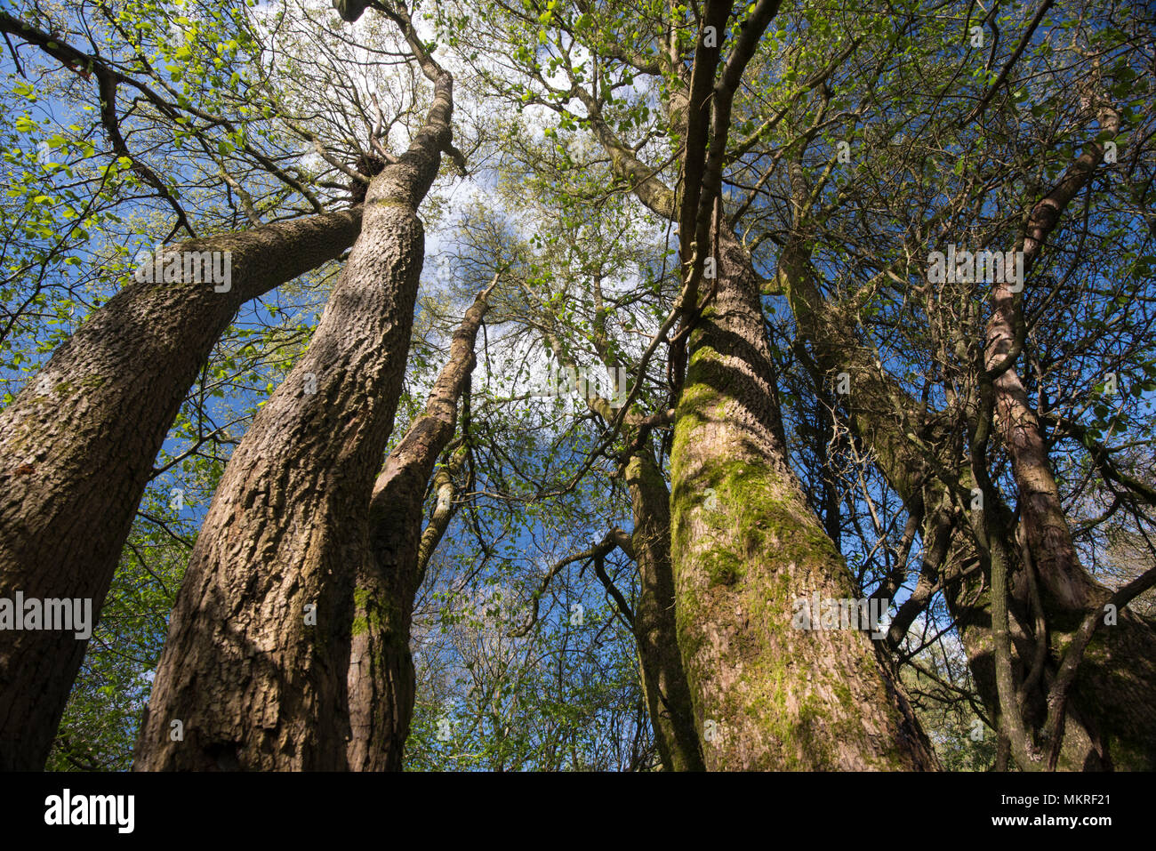 Mature pollarded Ash - Fraxinus excelsior, in spring, Stoke Wood ...
