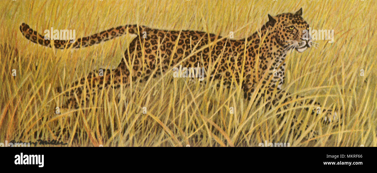 Leopard running in High Grass Stock Photo - Alamy