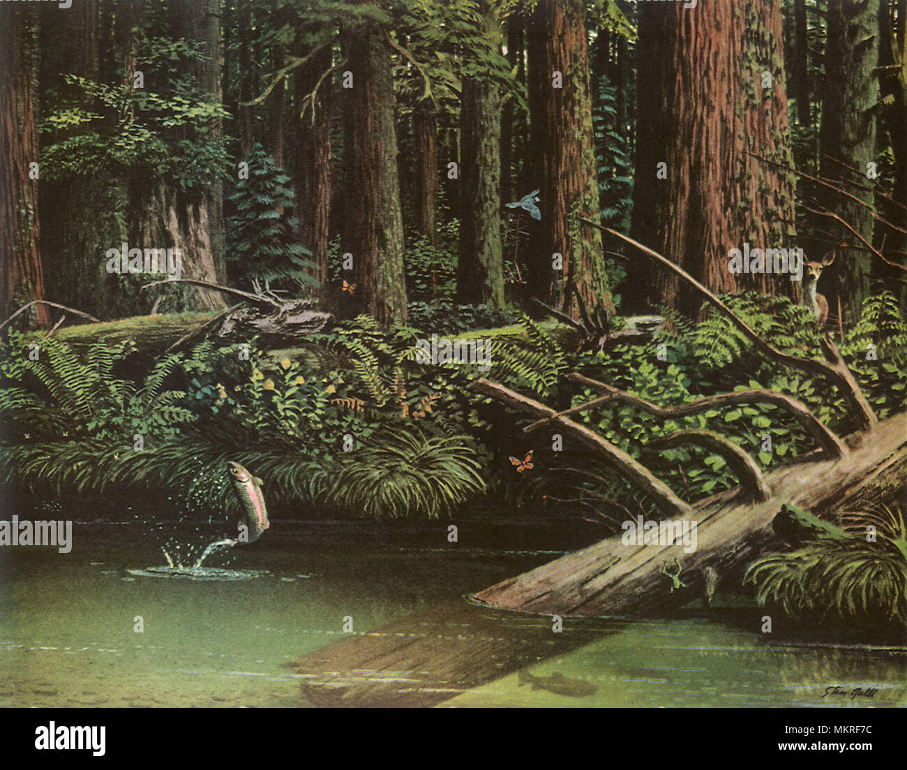 Pond in a Forest Stock Photo - Alamy