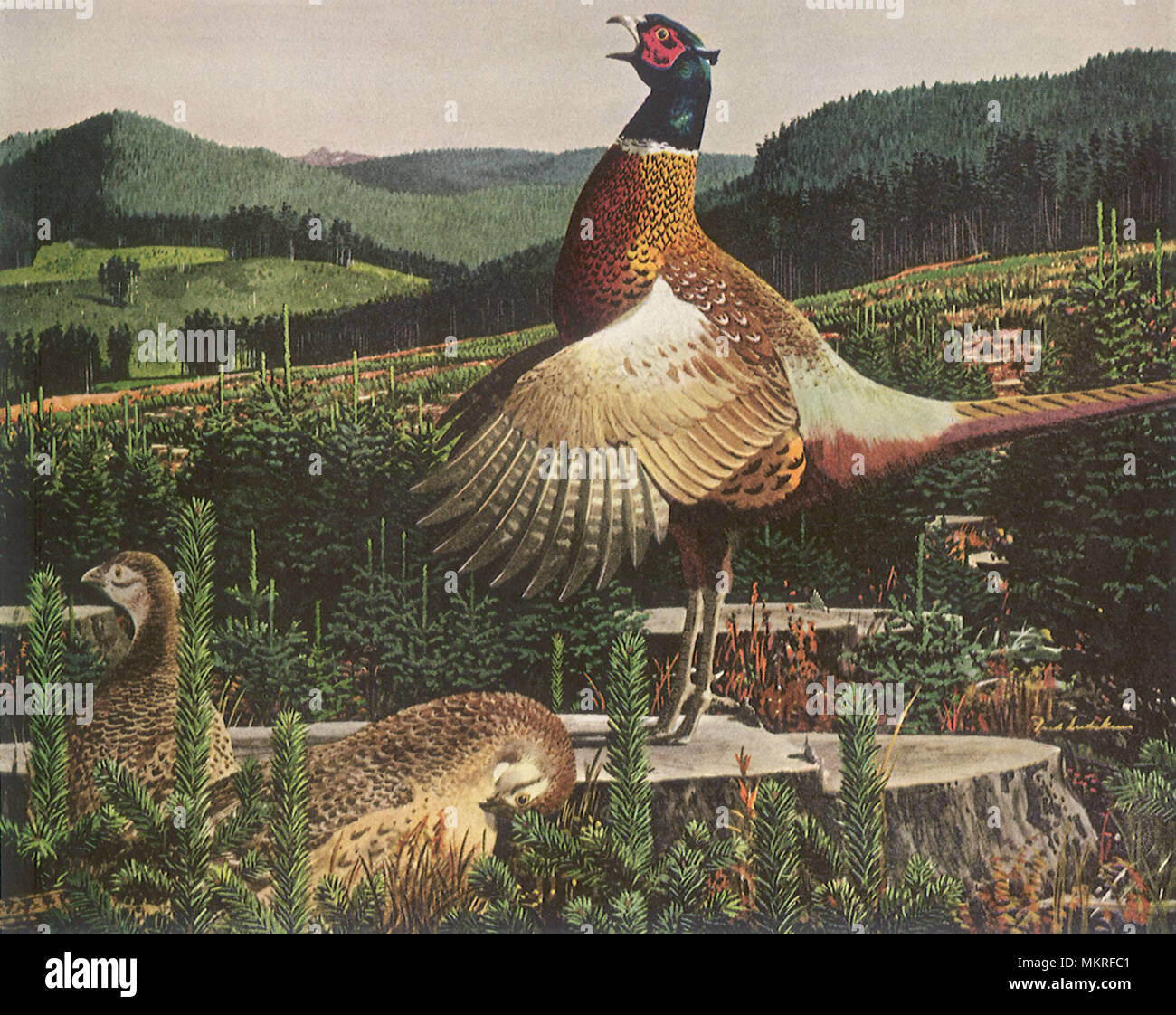 Ring necked pheasants hi-res stock photography and images - Alamy