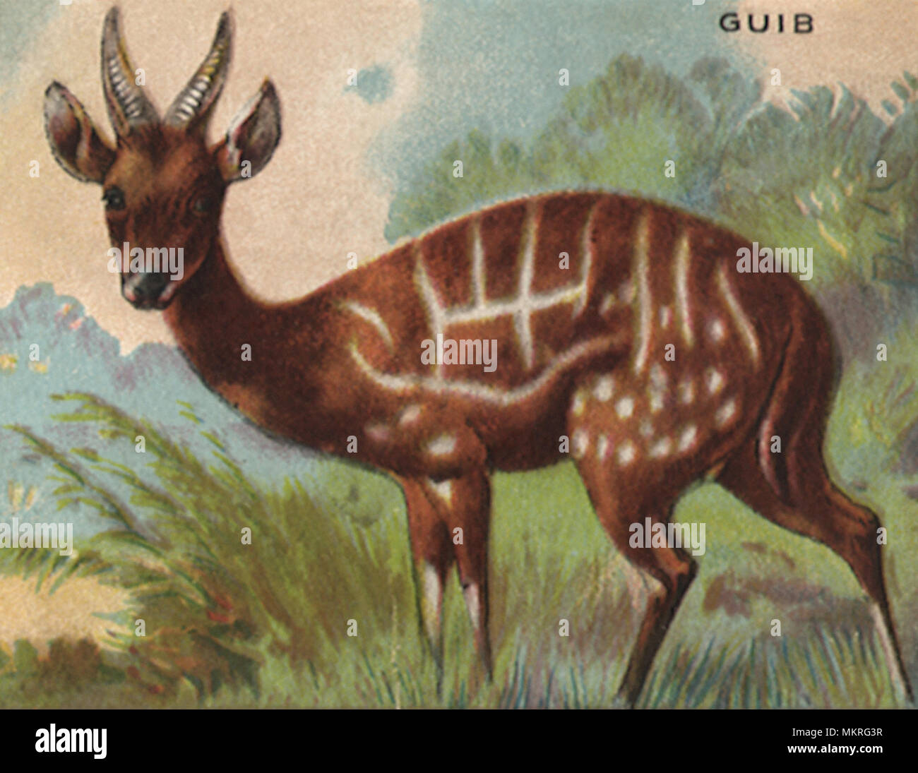 Guib hi-res stock photography and images - Alamy