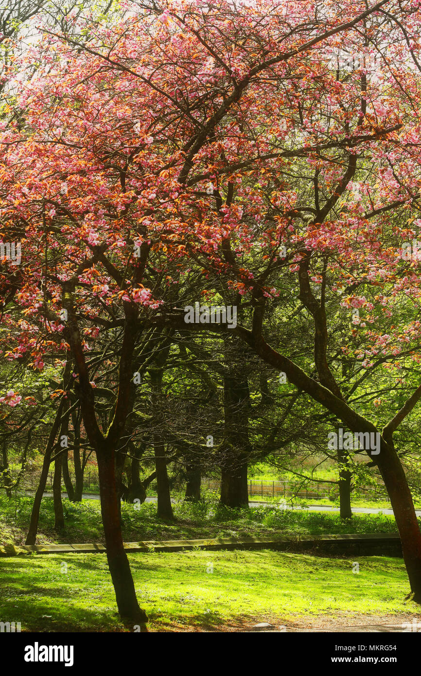 English trees and flowers in Spring Stock Photo - Alamy