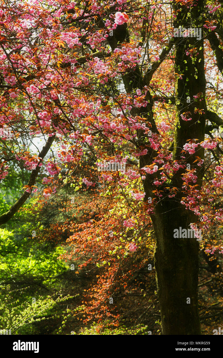 English trees and flowers in Spring Stock Photo - Alamy