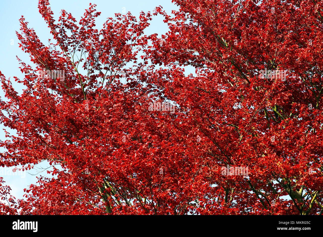 English trees and flowers in Spring Stock Photo - Alamy