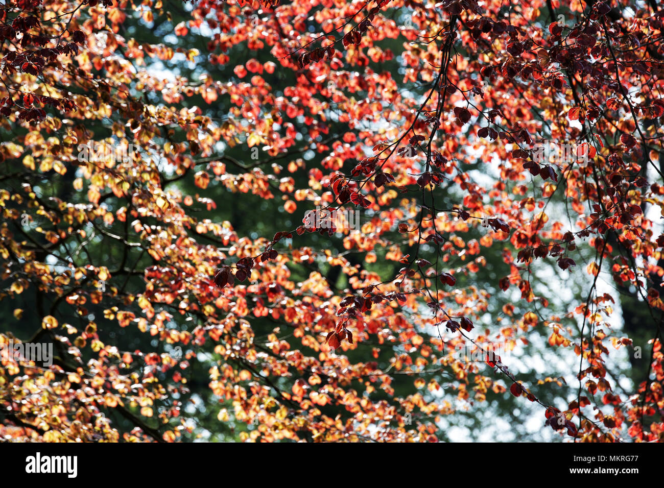 Barrow Bridge Lancashire High Resolution Stock Photography and Images ...