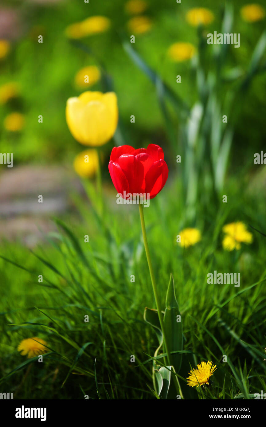 English trees and flowers in Spring Stock Photo - Alamy