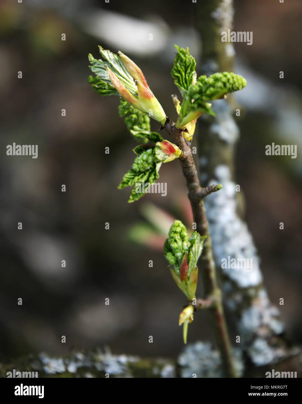 English trees and flowers in Spring Stock Photo - Alamy