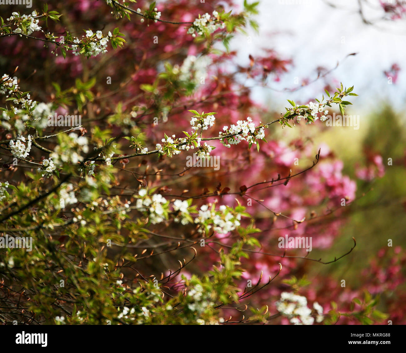 English trees and flowers in Spring Stock Photo - Alamy