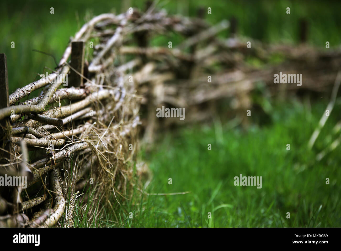 English trees and flowers in Spring Stock Photo - Alamy