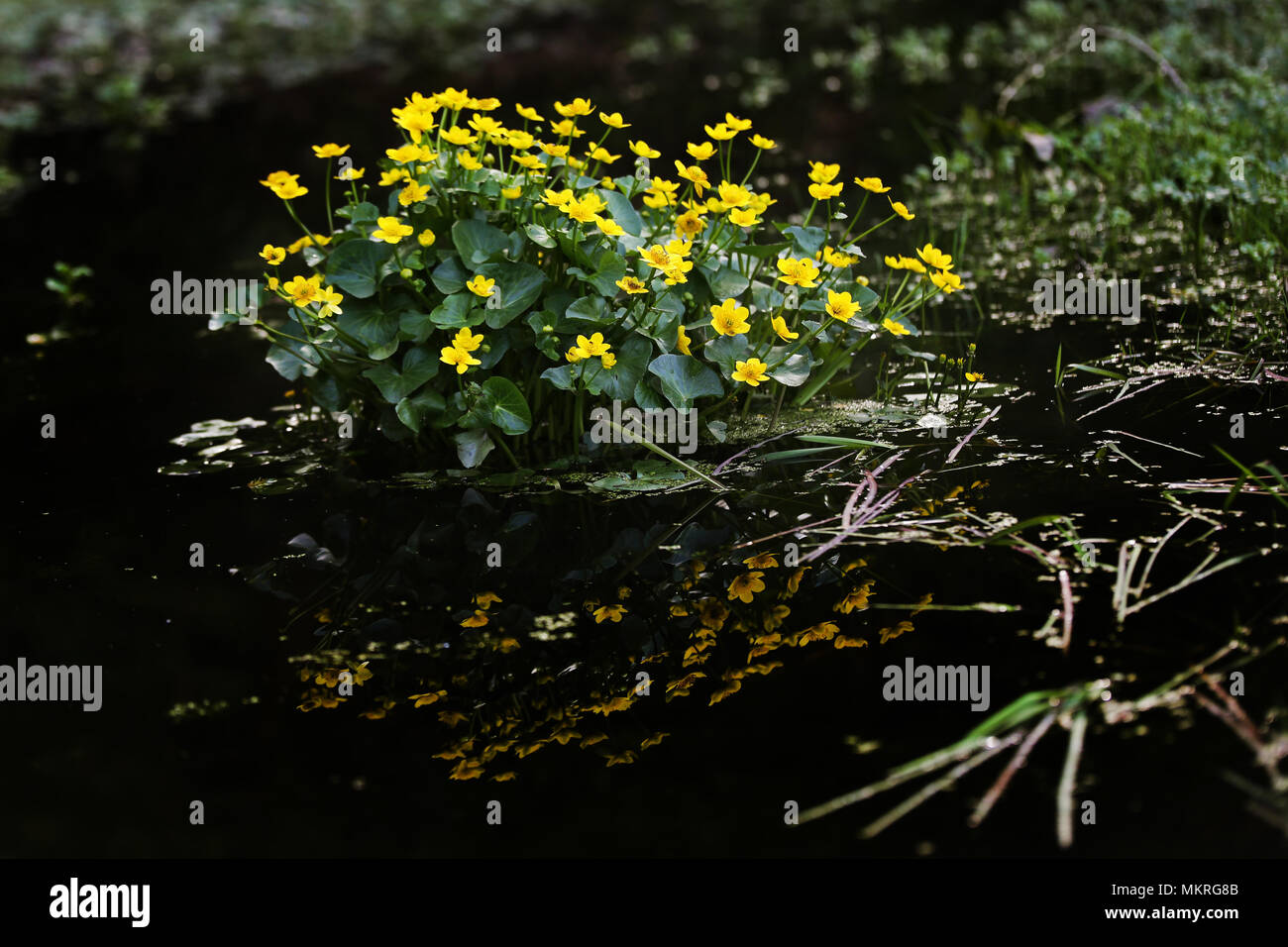 English trees and flowers in Spring Stock Photo - Alamy