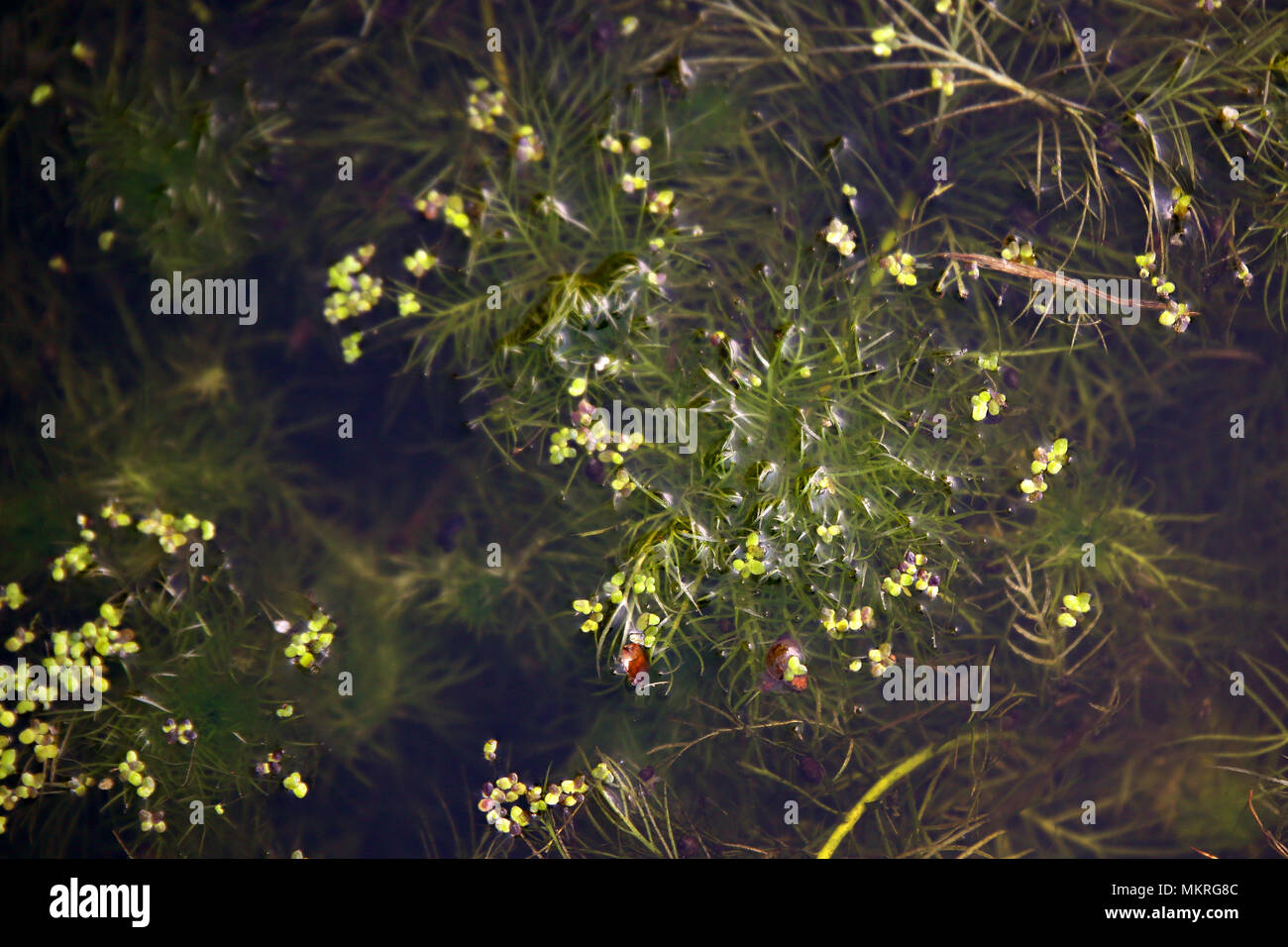 English trees and flowers in Spring Stock Photo - Alamy