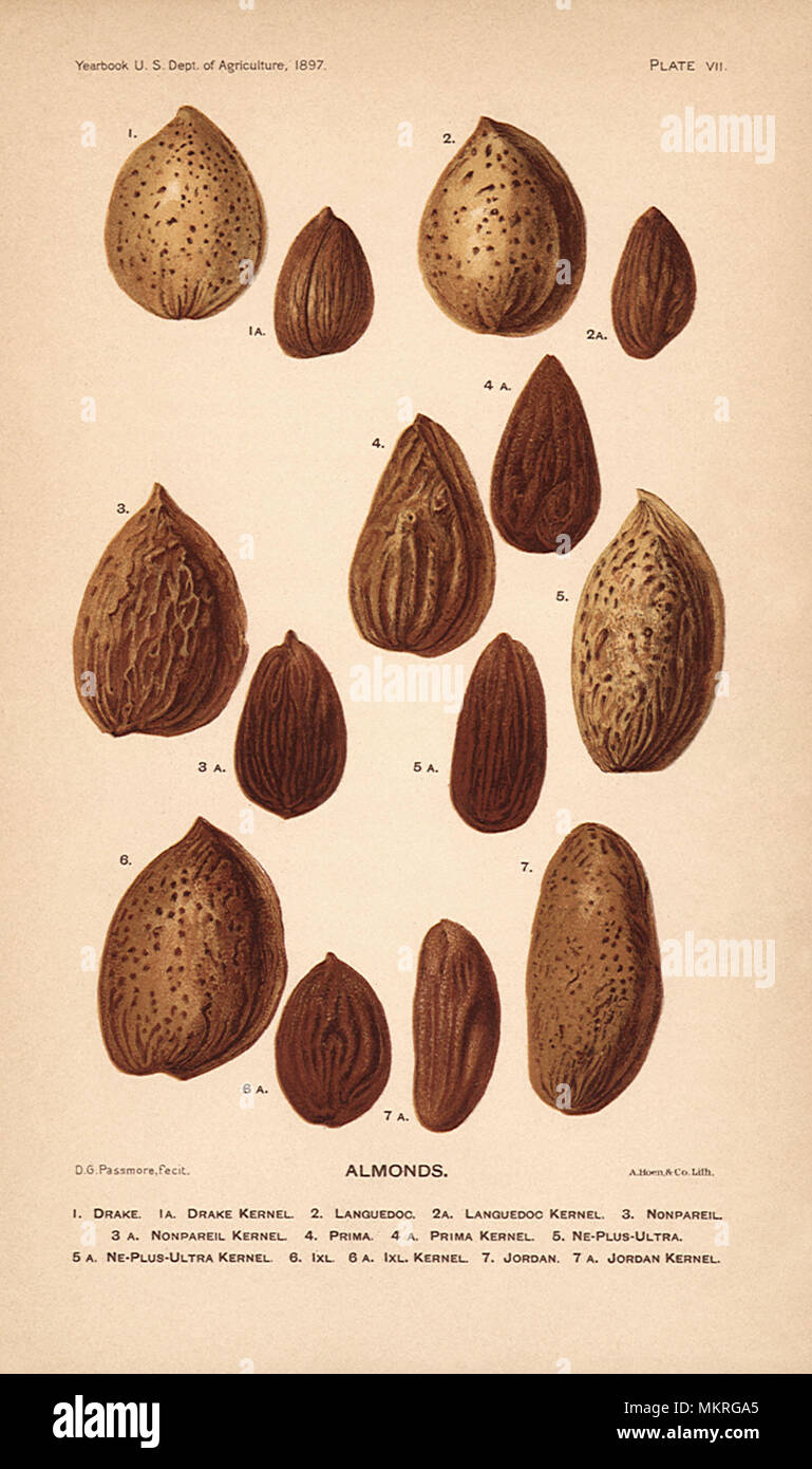 Botanical nuts hi-res stock photography and images - Alamy