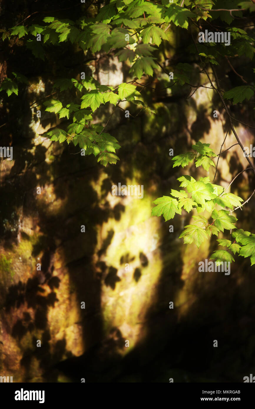 English trees and flowers in Spring Stock Photo - Alamy