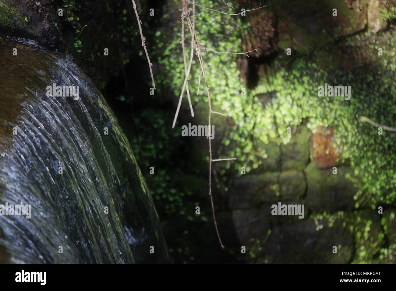 English trees and flowers in Spring Stock Photo - Alamy